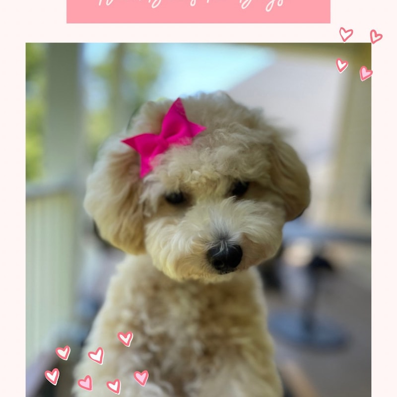 Dog Hair Bows - Etsy