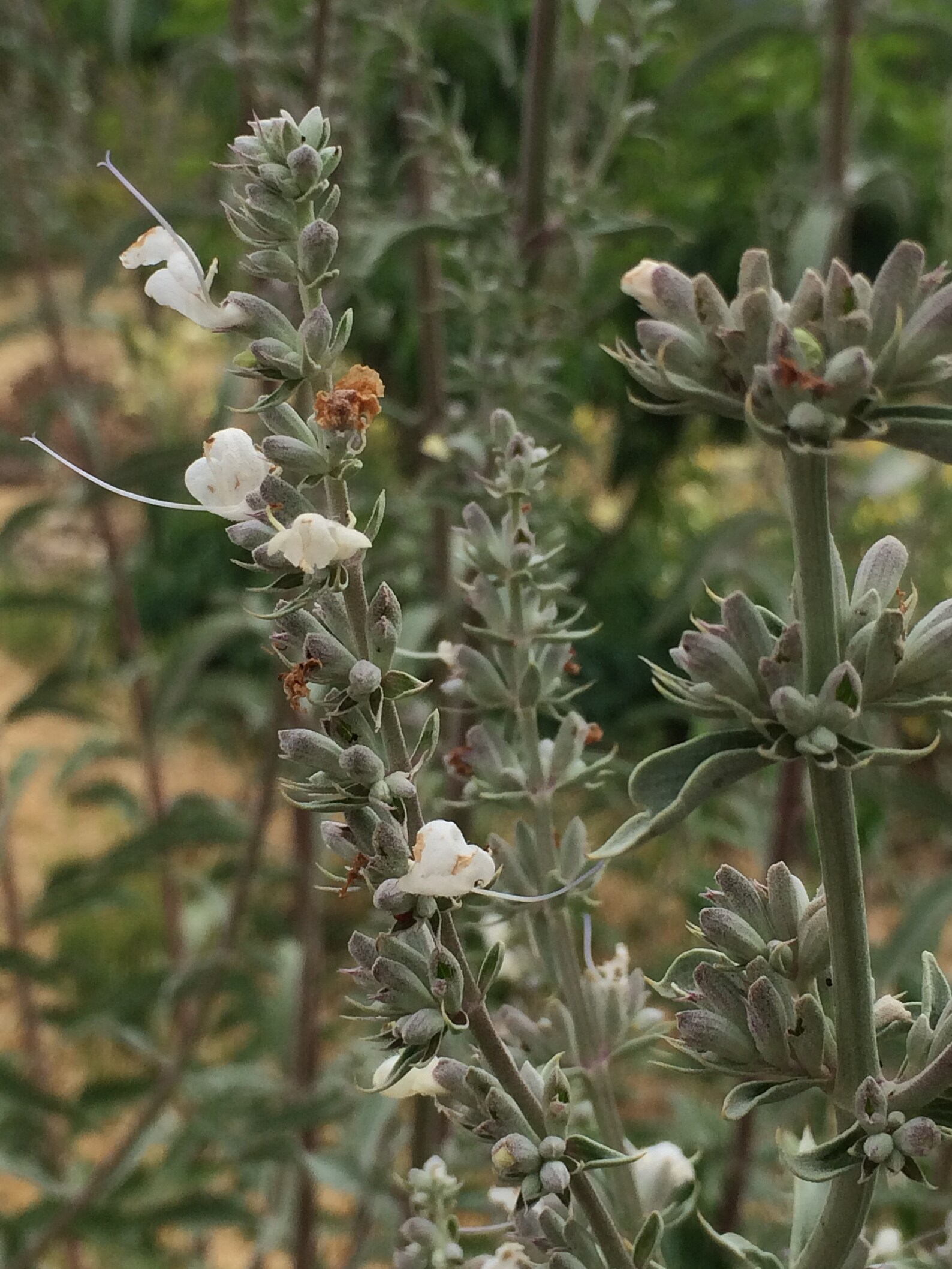 White Sage salvia apiana Live Plant | Etsy