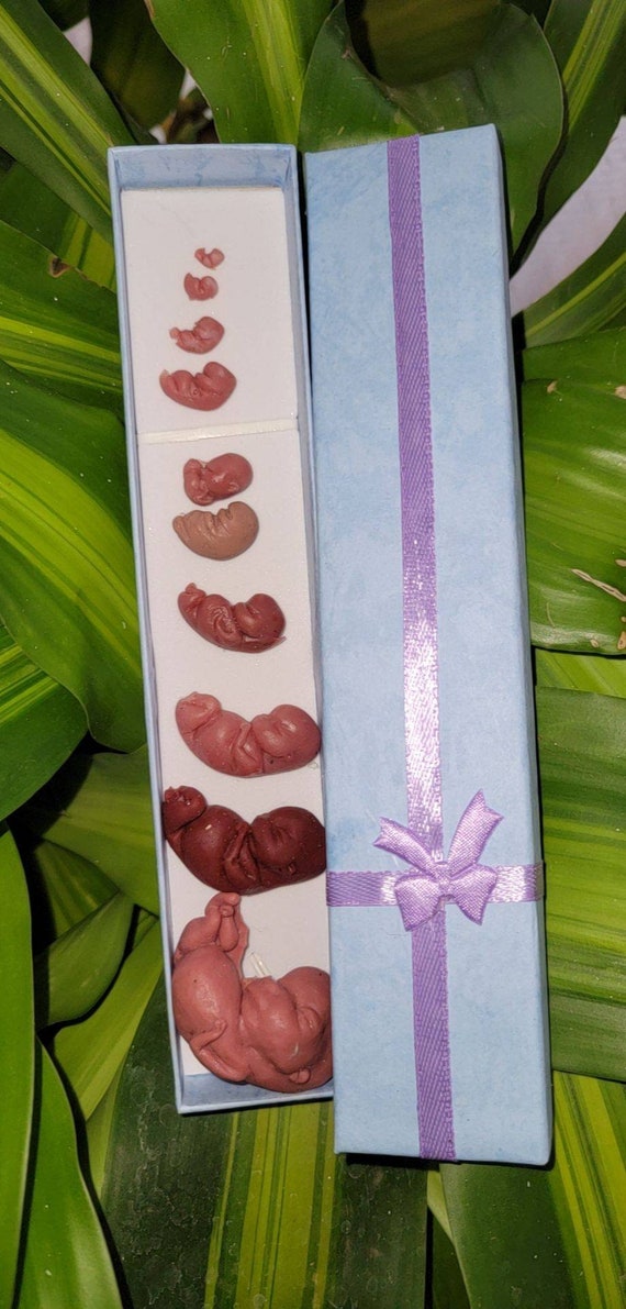 Pro Life Baby Development