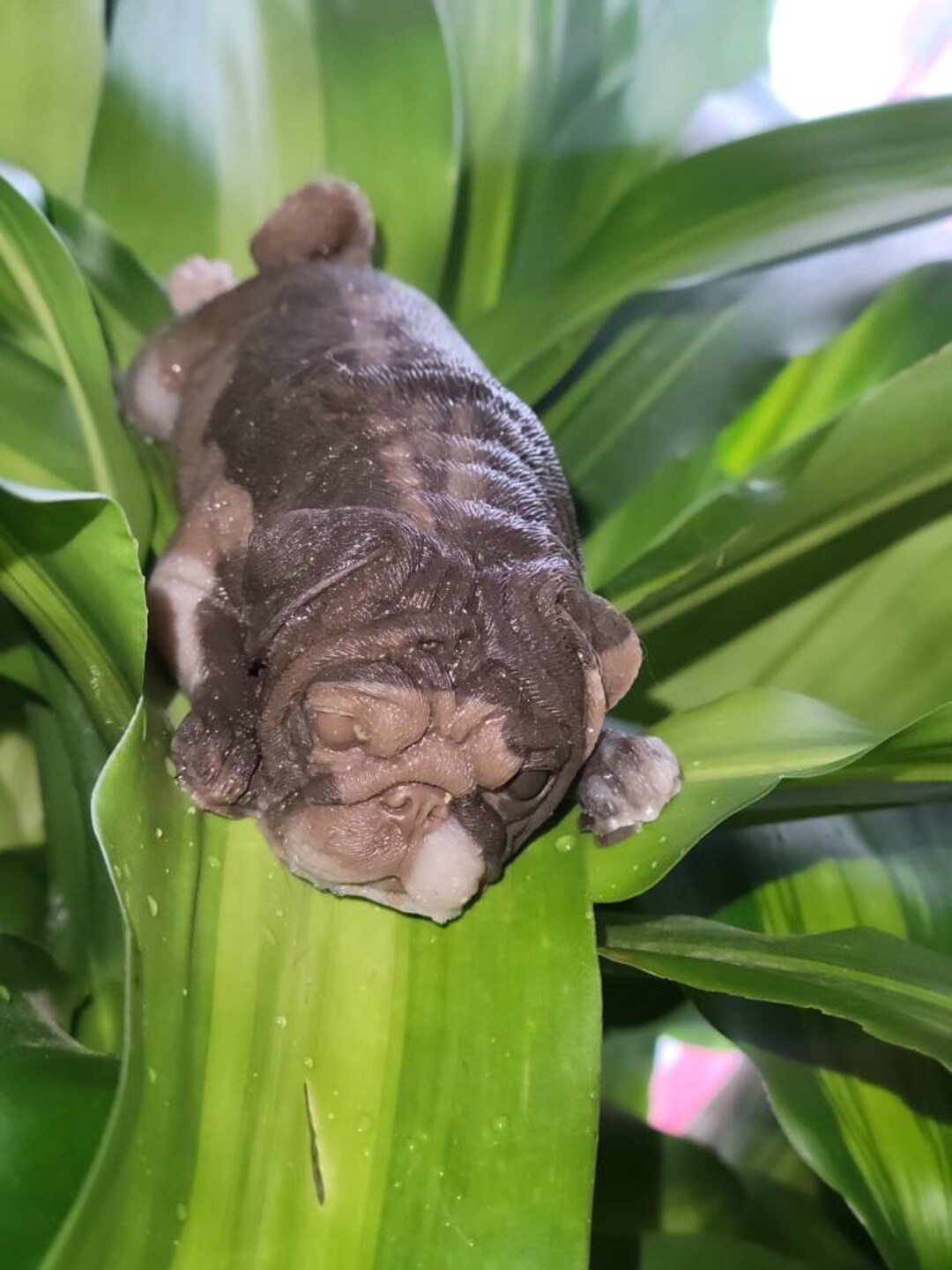 Silicone Pug 4 - Etsy