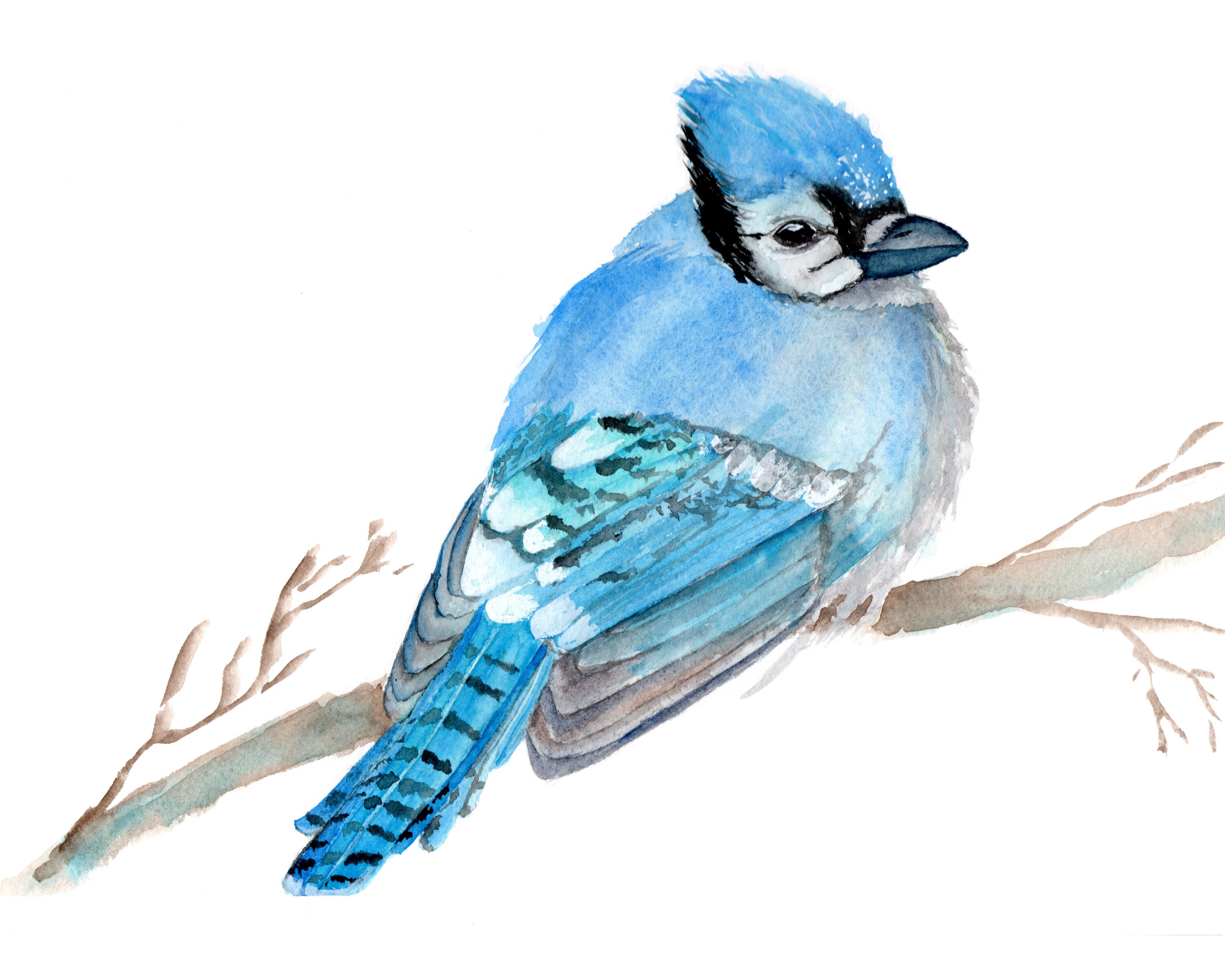 Blue Jay Watercolour Art Print, Blue Bird Painting, Canadian Birds ...
