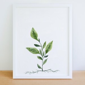 Sapling in Watercolour Art Print, Botanical Illustrations, Botanical ...