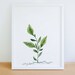 Sapling in Watercolour Art Print, Botanical Illustrations, Botanical ...
