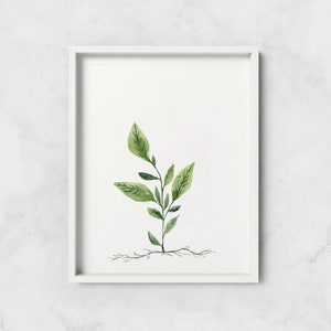 Sapling in Watercolour Art Print, Botanical Illustrations, Botanical ...