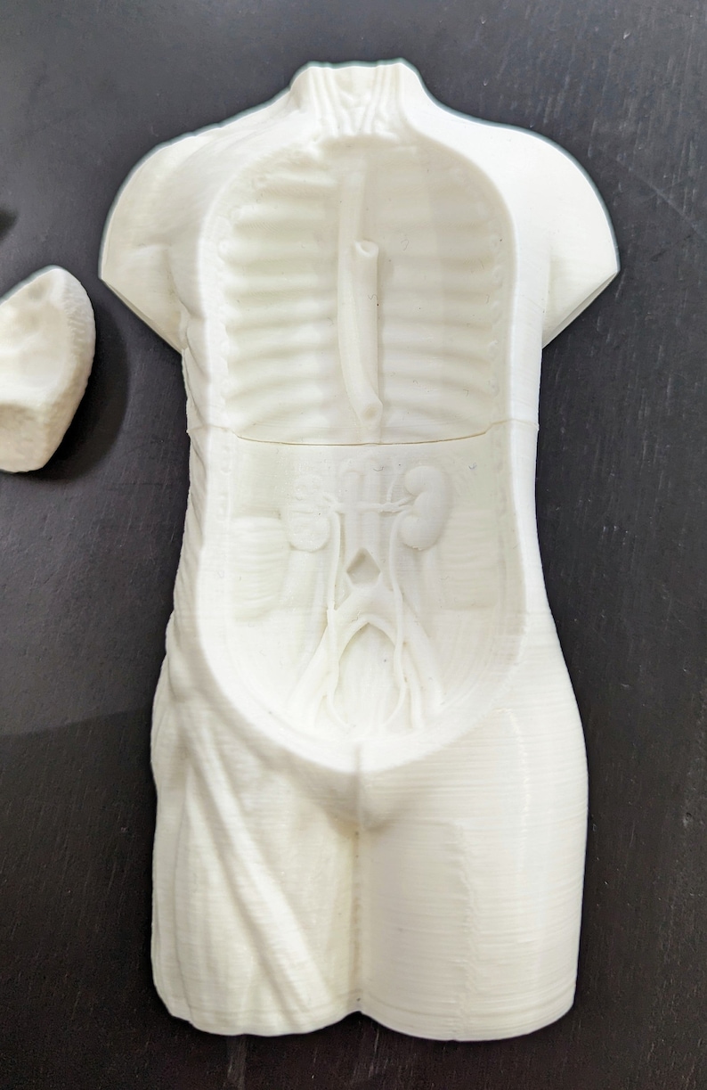 Modelo anatómico humano impreso en 3D - Etsy México