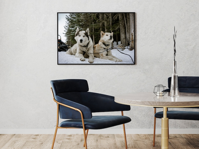 Winter Wonderland Sled Dog Digital Print Husky Dog Sledding Team ...