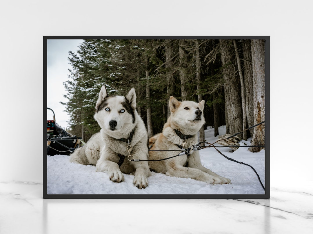 Winter Wonderland Sled Dog Digital Print Husky Dog Sledding Team ...
