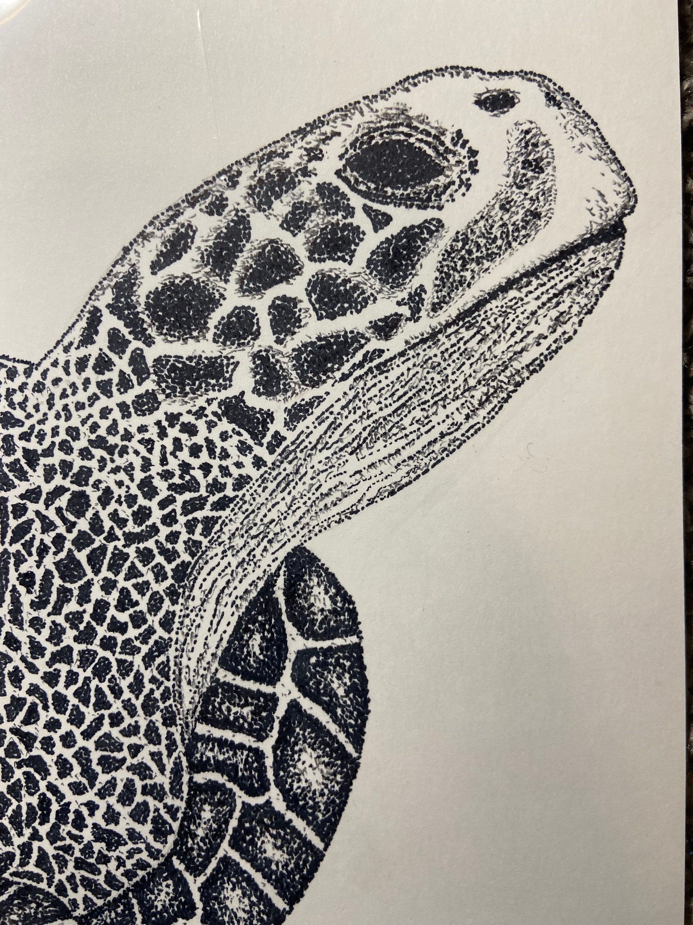 Original Turtle Pen and Ink Drawing - Nature-inspired Artwork Stippling ...