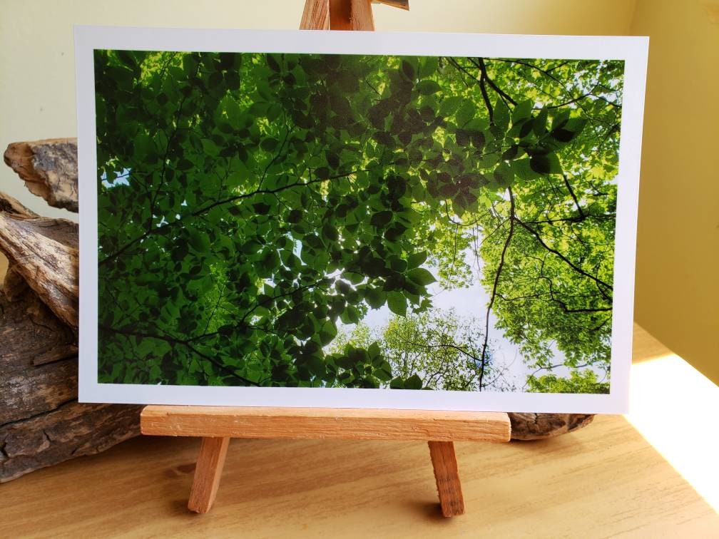 Forest Photography Print Beech Trees Sunlight Through Leaves Forest ...
