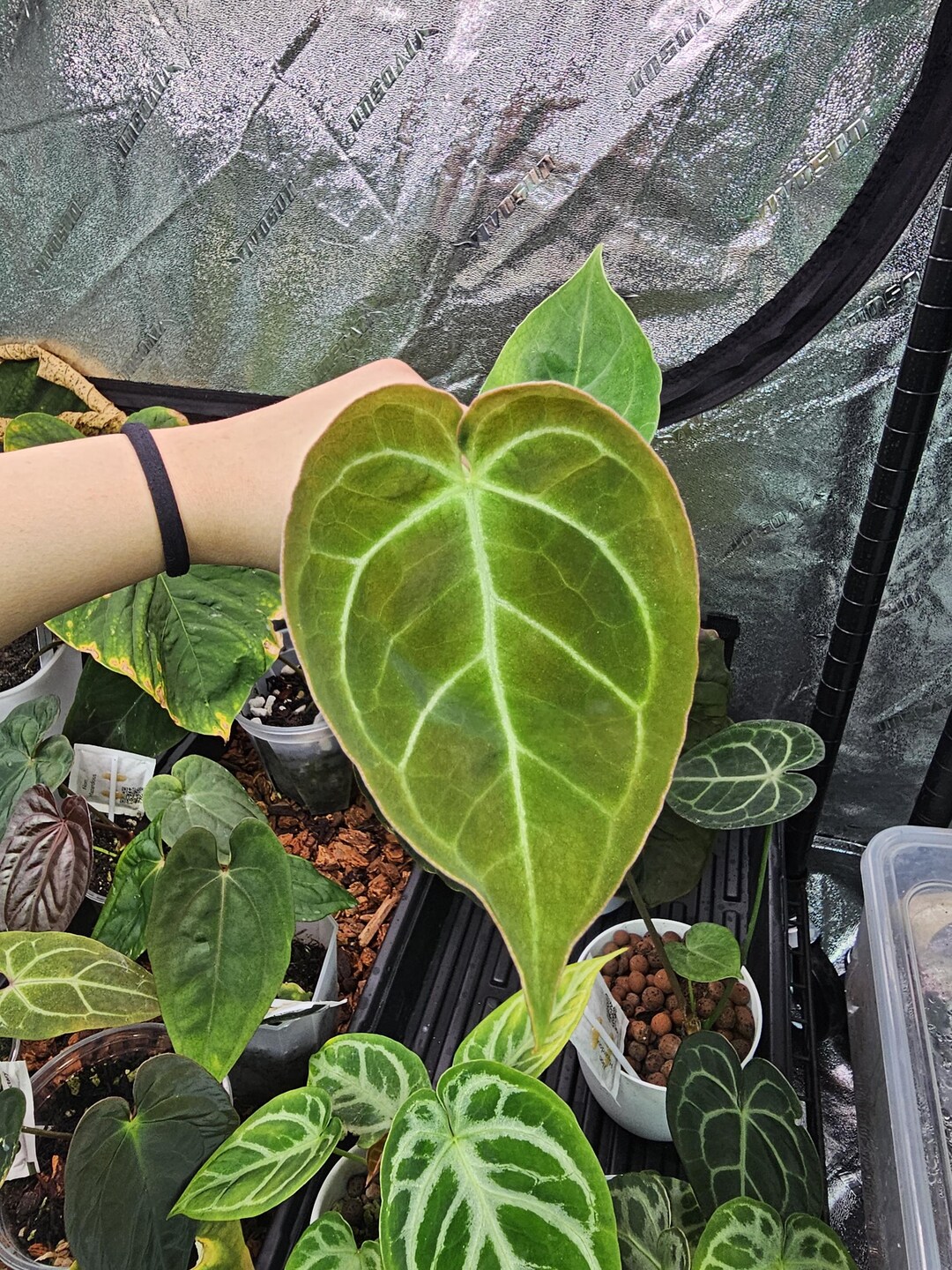 Anthurium Indo Ace of Spades X Dorayaki - Etsy