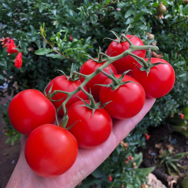 Tomato COCKTAIL TRUSS 100 Seeds HEIRLOOM - Etsy Australia