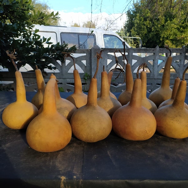 Dried Gourds - Etsy