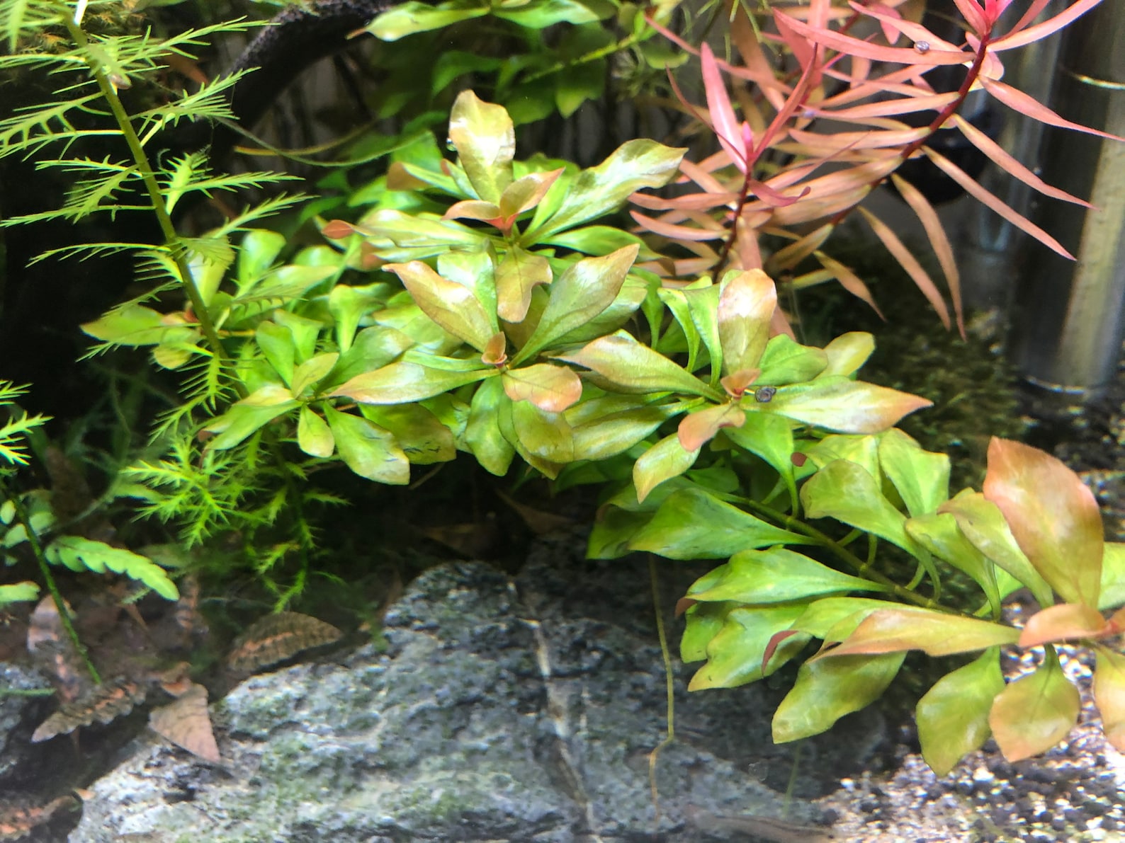 Ludwigia Repens Live Aquarium Plant / Planted Tank / - Etsy Ireland