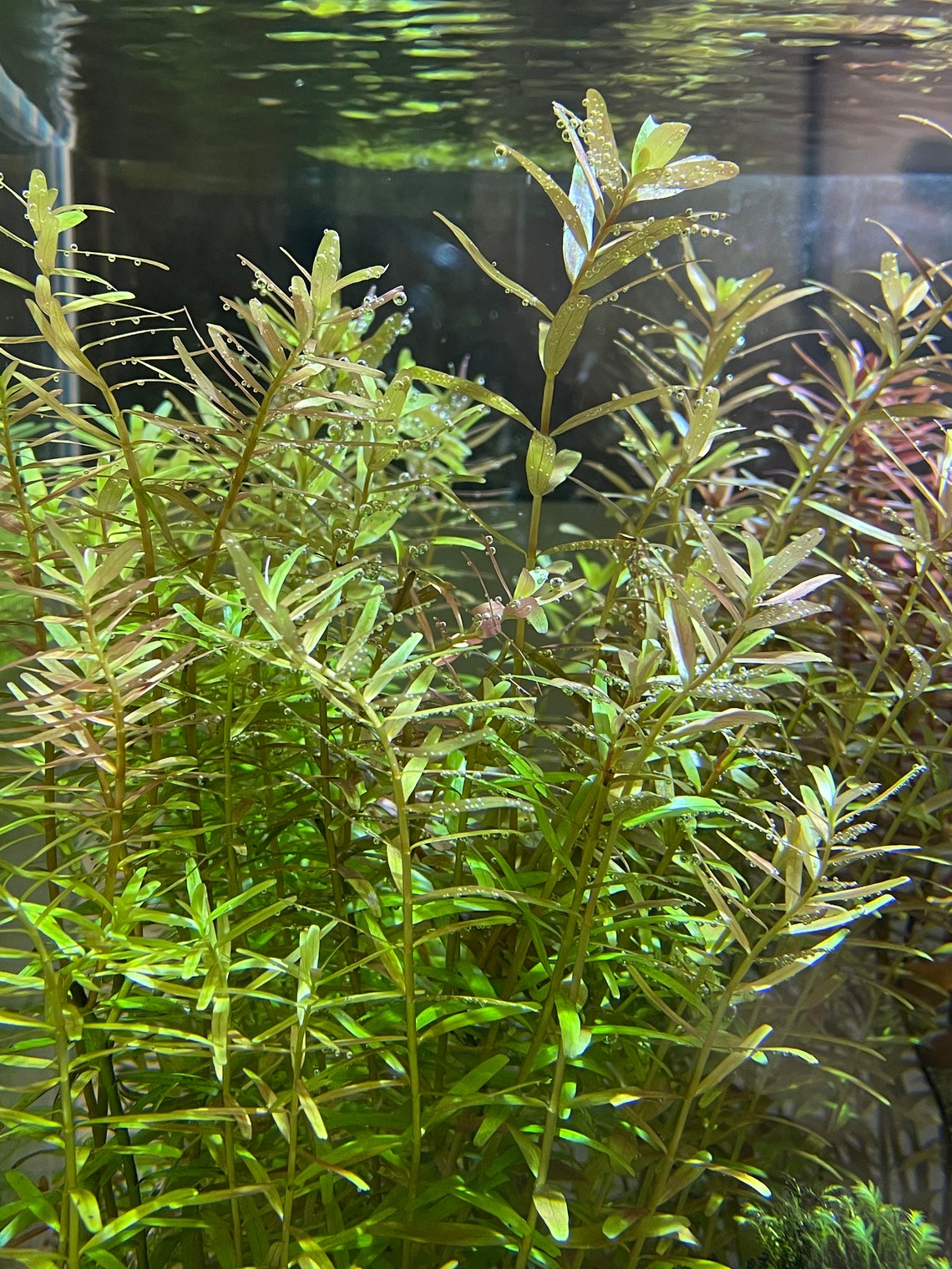 Rotala Indica Live Aquarium Plant / Planted Tank/ Aquascaping - Etsy