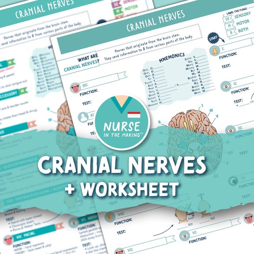 Cranial Nerves Study Sheet - Etsy