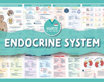 Endocrine System | Etsy