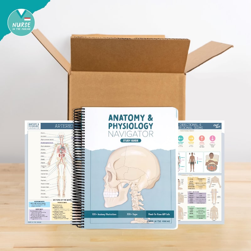 Anatomy Flashcards - Etsy