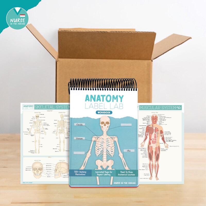Anatomy Flashcards - Etsy
