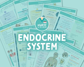 Endocrine System Study Guide Nursing Study Notes Digital - Etsy