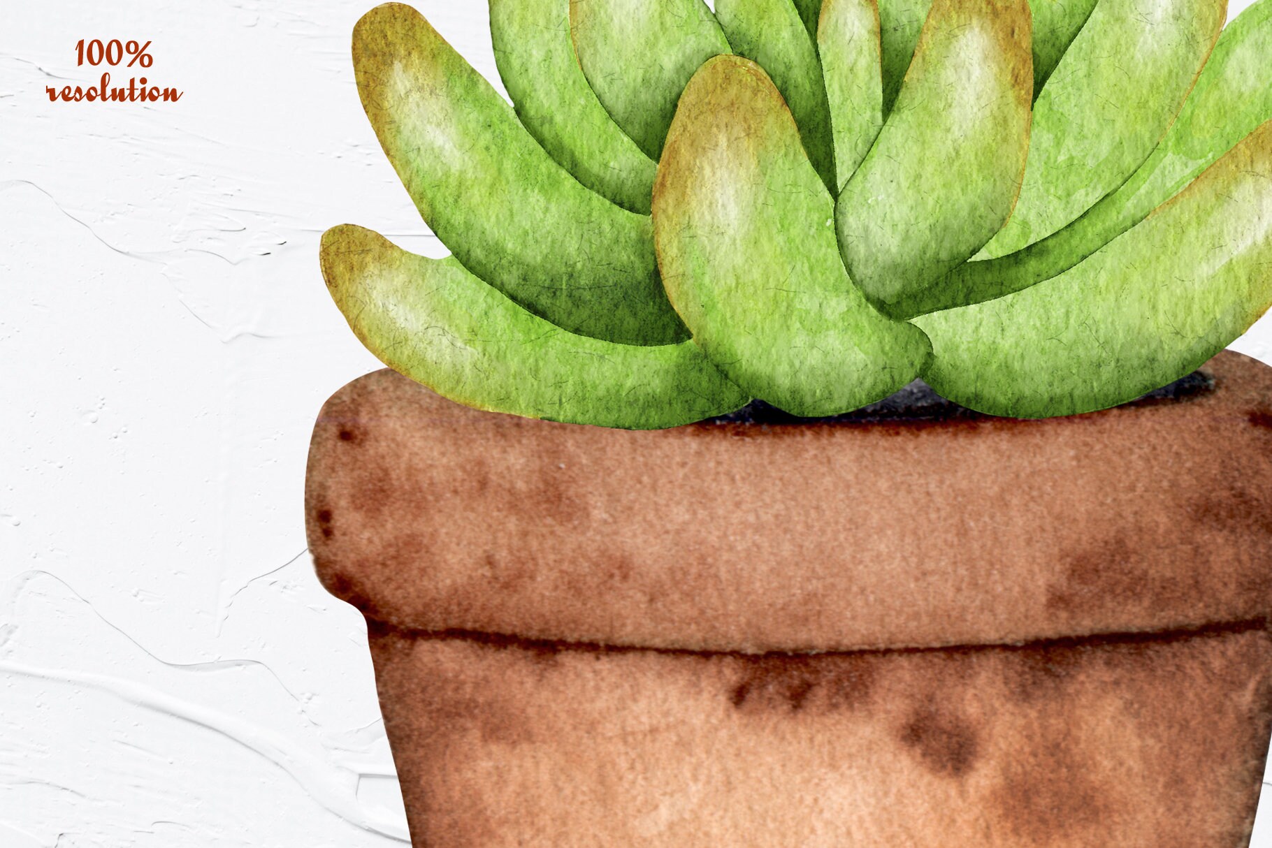 Cactus Watercolor Clipart. Succulent Watercolor Clipart. Houseplants ...