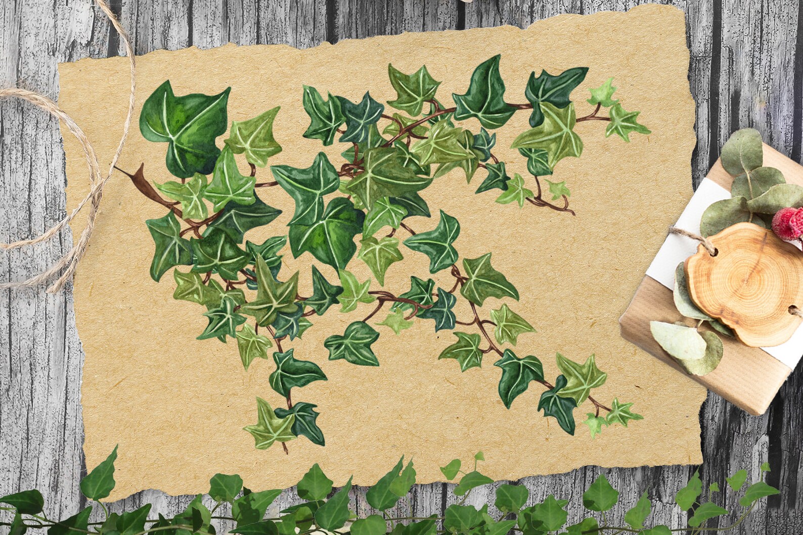Ivy Watercolor Clip Art. Ivy Clipart. Winter Plant Clipart. - Etsy