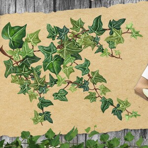 Ivy Watercolor Clip Art. Ivy Clipart. Winter Plant Clipart. Poison Ivy ...