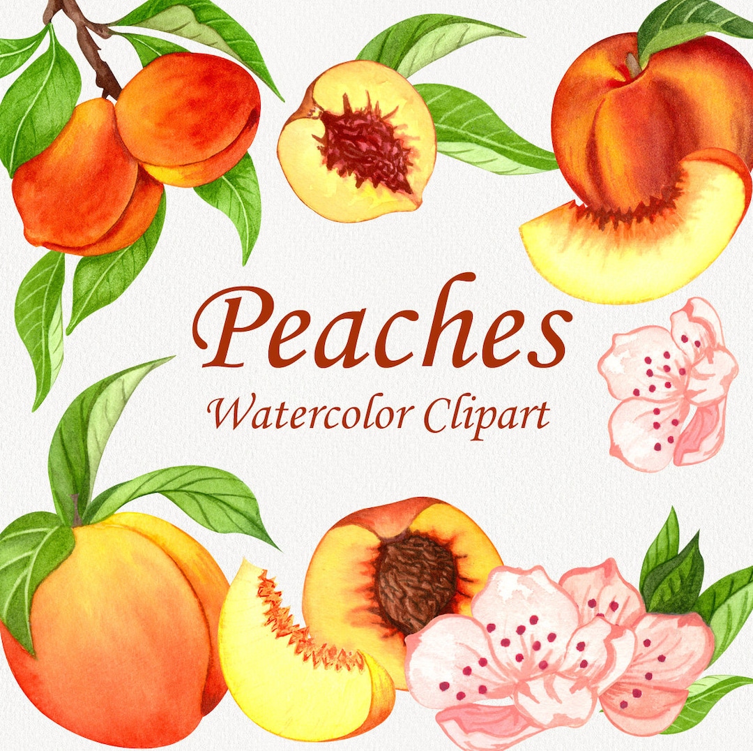 Peach Watercolor Clipart. Peach Clipart. Peach Tree Illustration ...
