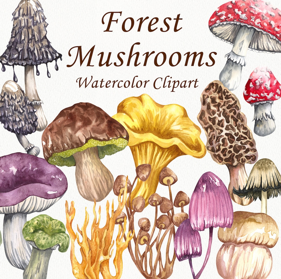 Forest Mushrooms Clipart. Mushroom Watercolor Clipart. Watercolor ...
