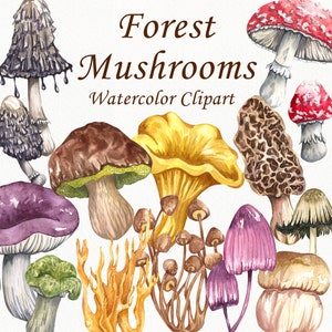 Forest Mushrooms Clipart. Mushroom Watercolor Clipart. Watercolor ...