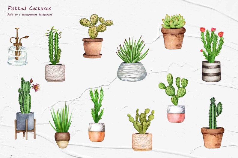Cactus Watercolor Clipart. Succulent Watercolor Clipart. Houseplants ...