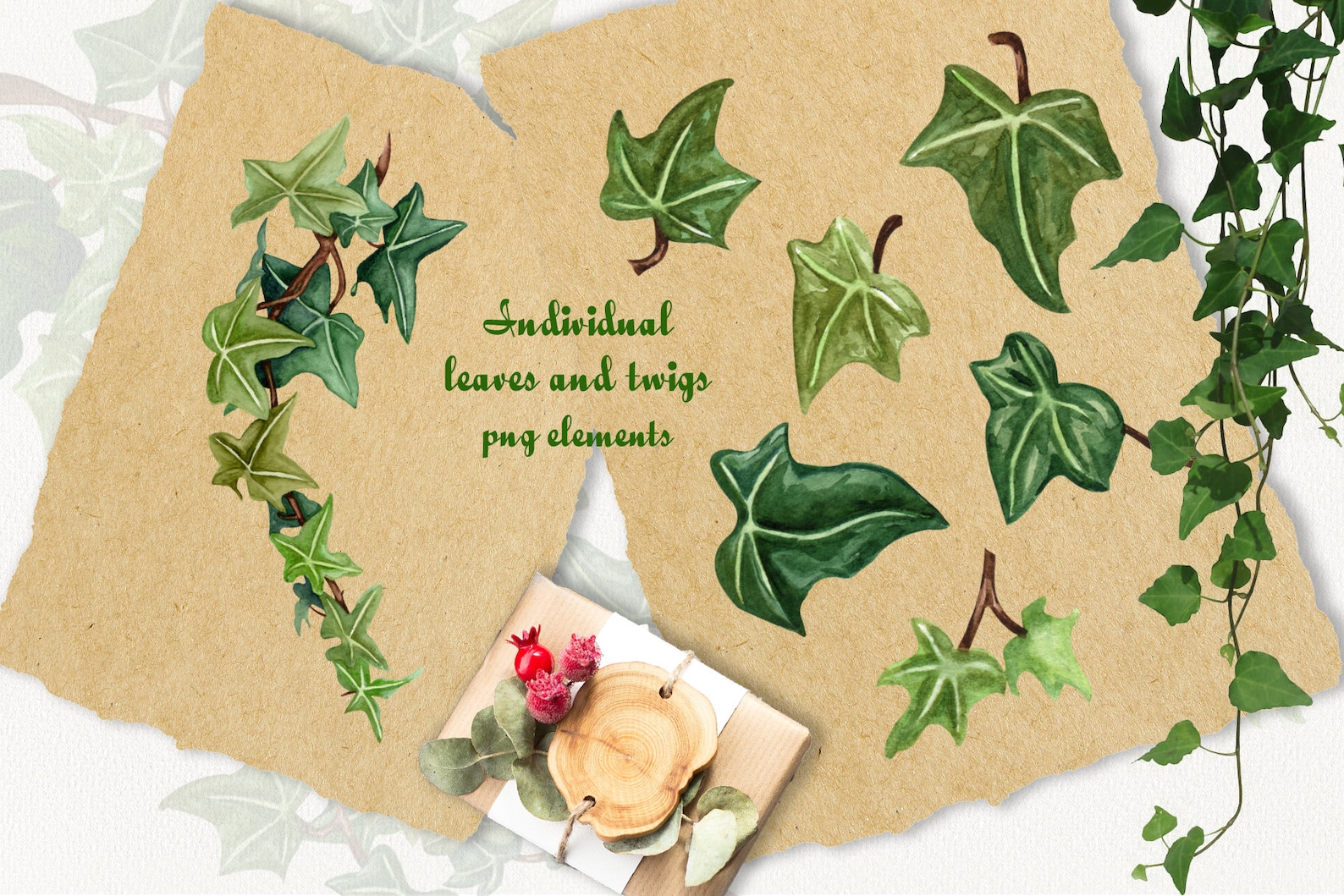 Ivy Watercolor Clip Art. Ivy Clipart. Winter Plant Clipart. - Etsy