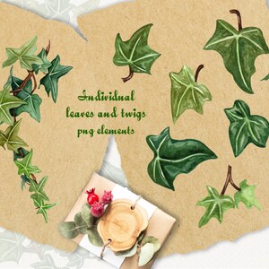 Ivy Watercolor Clip Art. Ivy Clipart. Winter Plant Clipart. Poison Ivy ...