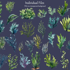 Seaweed Watercolor Clipart. Coral Reef Clipart. Tropical Clipart. Ocean ...
