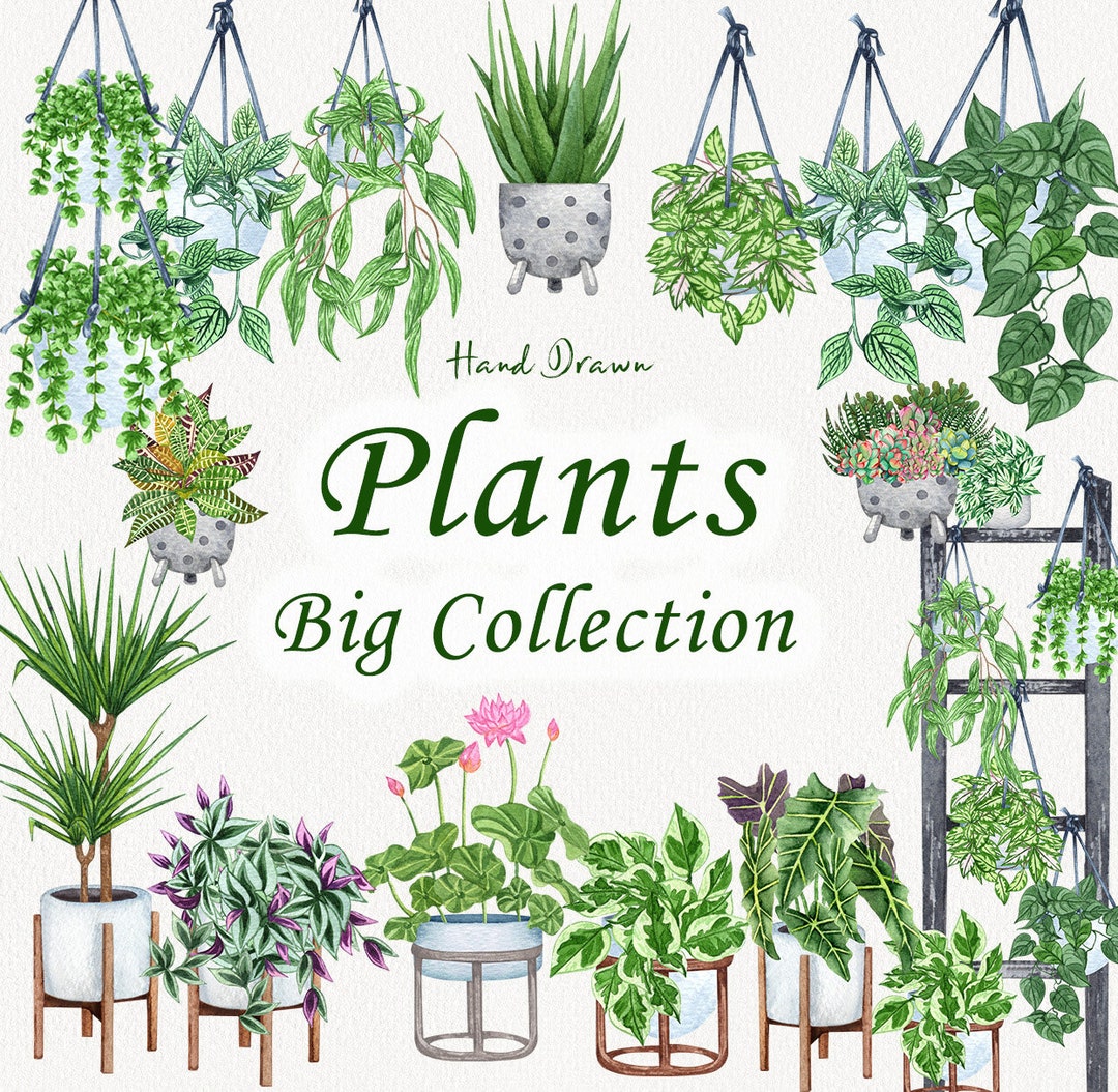 Watercolor Plant Big Collection. House Plants Clip Art. Indoor Plants ...
