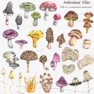 Forest Mushrooms Clipart. Mushroom Watercolor Clipart. Watercolor ...