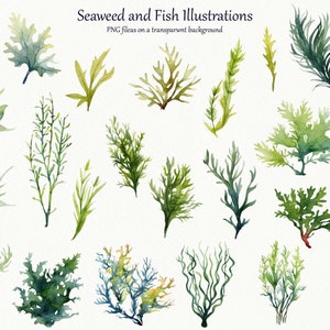 Seaweed Watercolor Clipart. Coral Reef Clipart. Tropical Clipart. Ocean ...