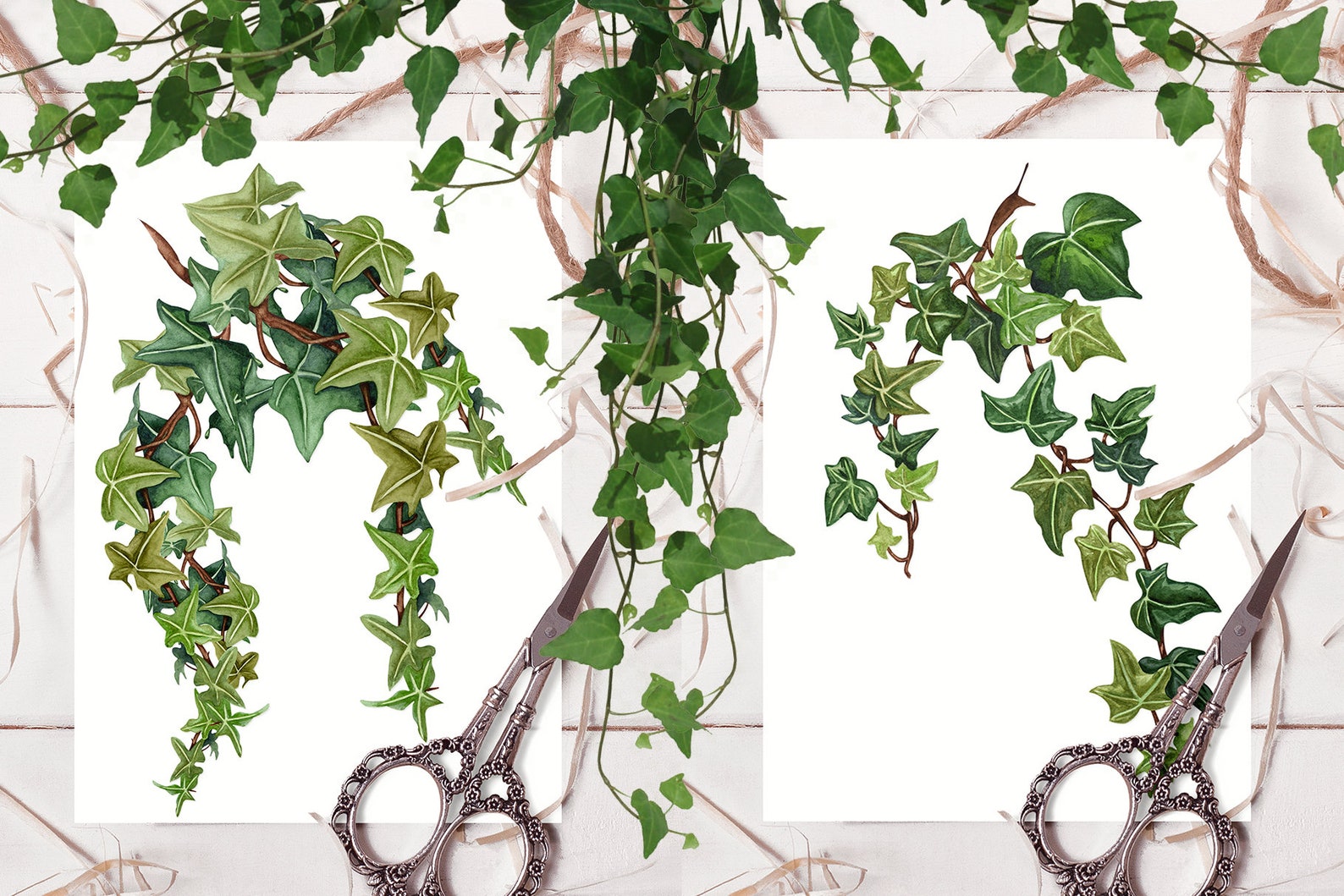 Ivy Watercolor Clip Art. Ivy Clipart. Winter Plant Clipart. Poison Ivy ...