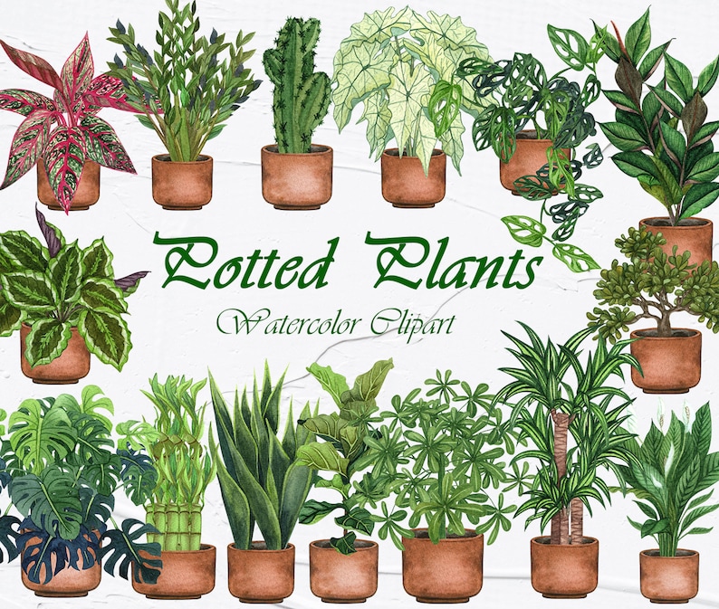 Houseplants Watercolor Clipart. Potted Plants Clipart. Indoor - Etsy