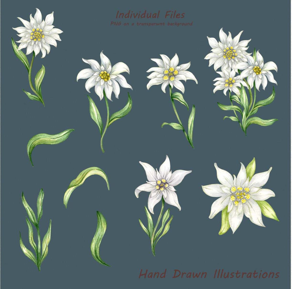 Watercolor Edelweiss Clipart. Edelweiss Clipart. Alpine Flower Clipart ...