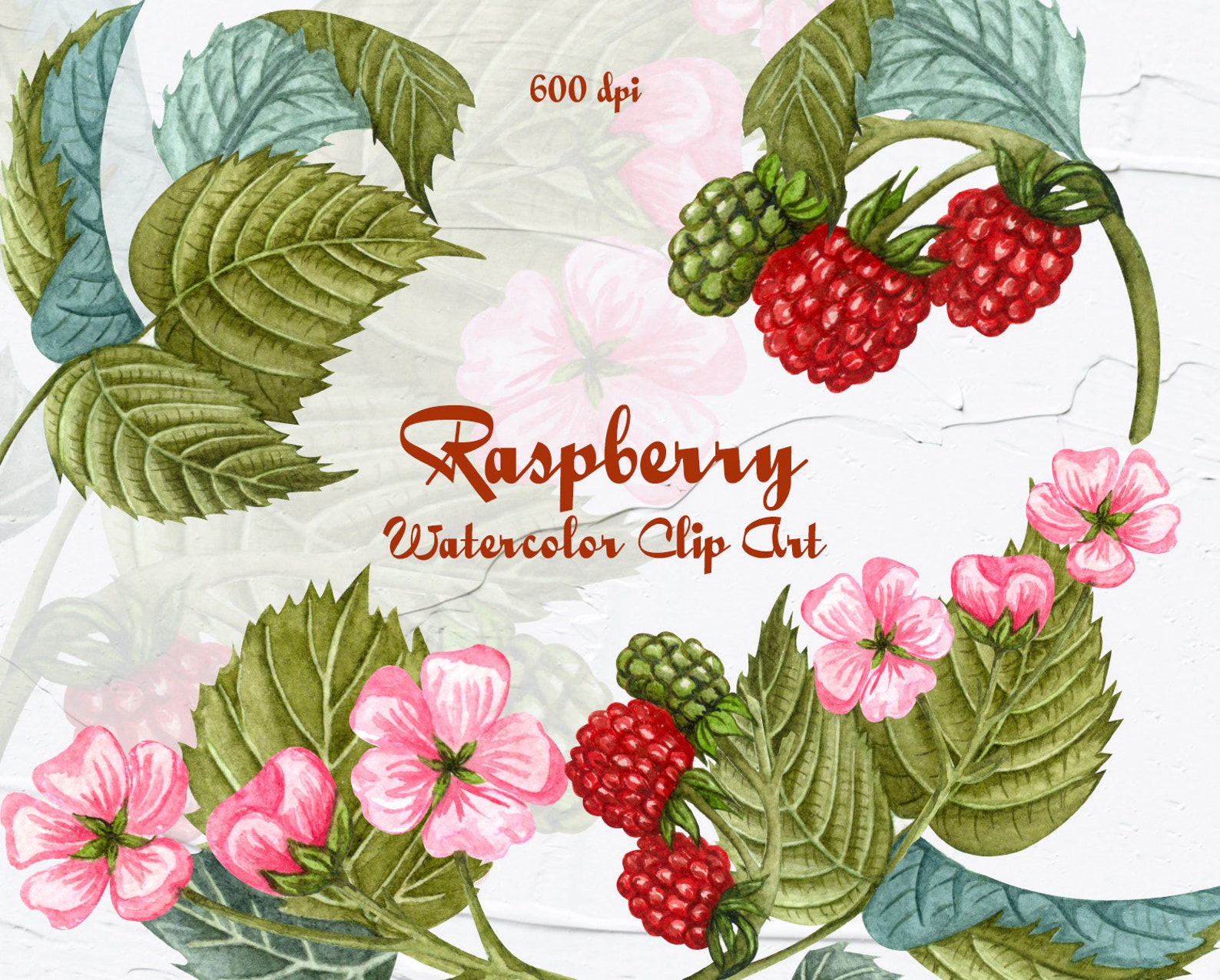 Raspberry Watercolor Clipart Watercolor Raspberry | Etsy