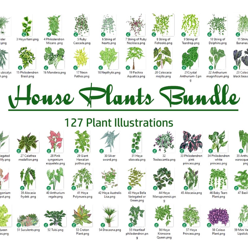 House Plants - Etsy