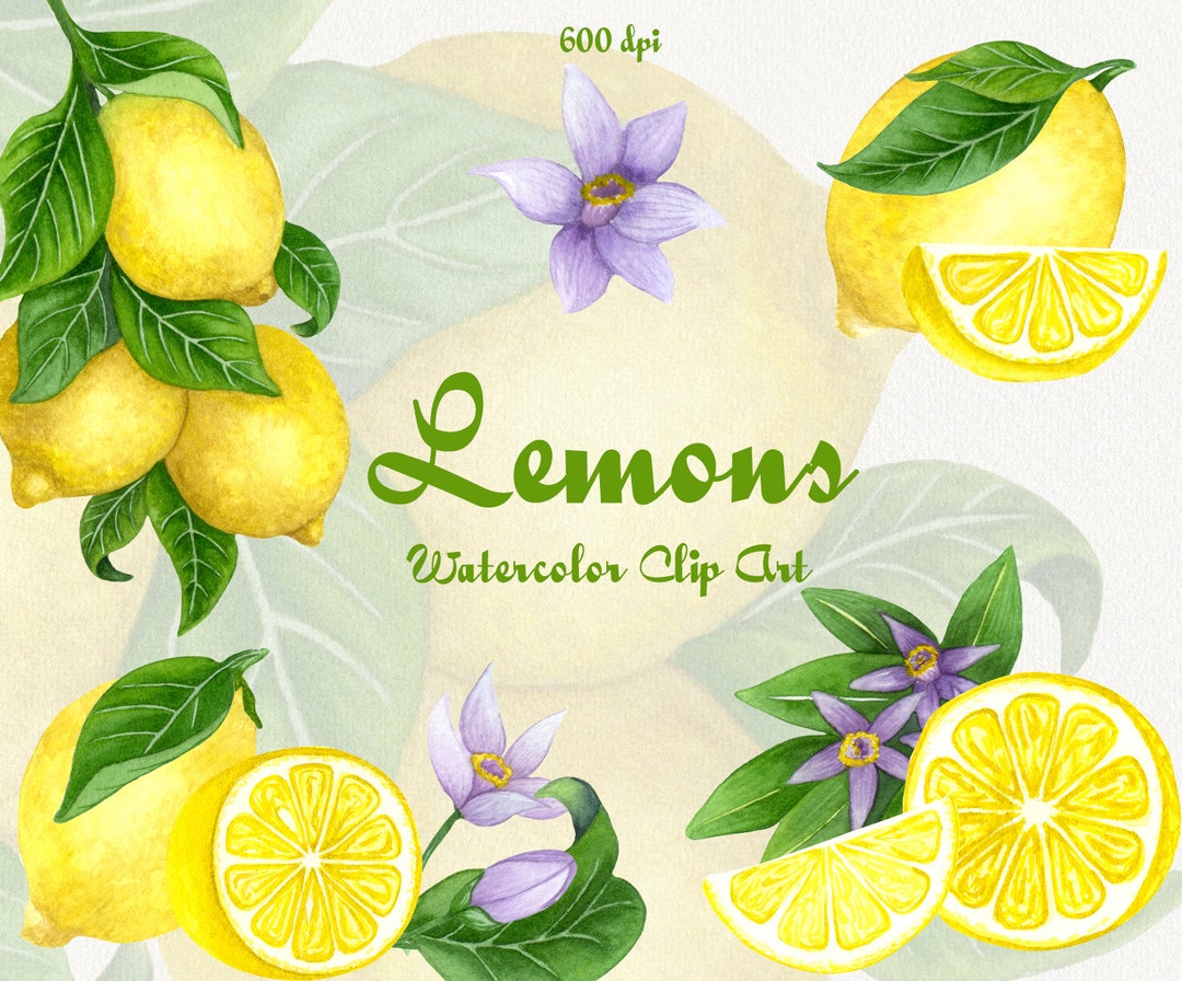 Lemon Watercolor Clipart. Lemon Tree Art. Summer Lemons - Etsy