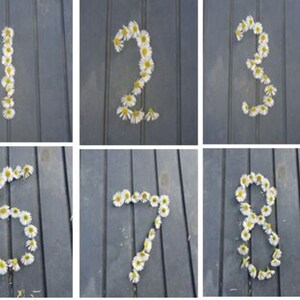 Daisy Numbers 1 to 10 - Number Flashcards One to Ten - Nature Counting ...
