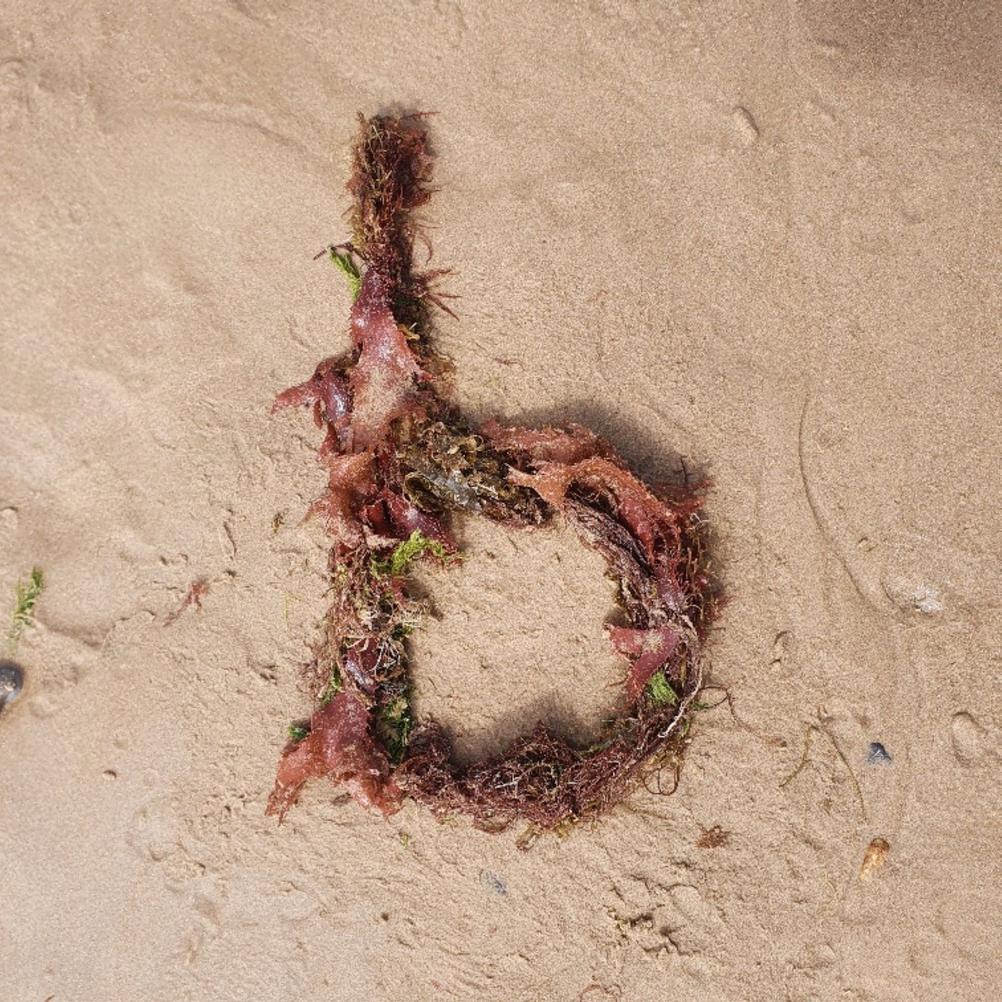 Seaweed Letters a to Z Phonics Alphabet Flashcards - Etsy UK