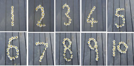 Daisy Numbers 1 to 10 Number Flashcards One to Ten Nature - Etsy