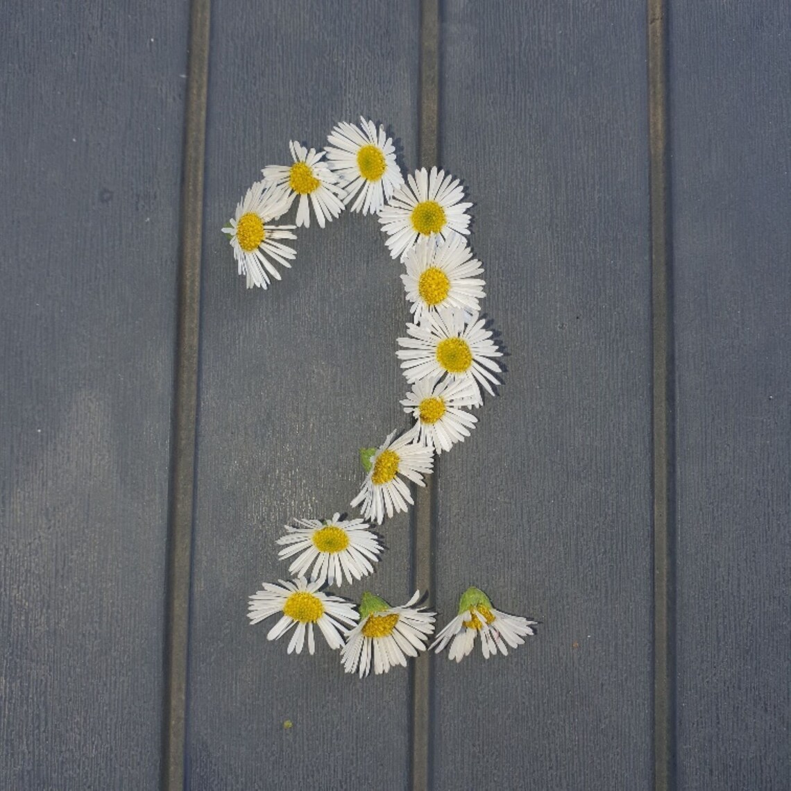 Daisy Numbers 1 to 10 Number Flashcards One to Ten Nature - Etsy