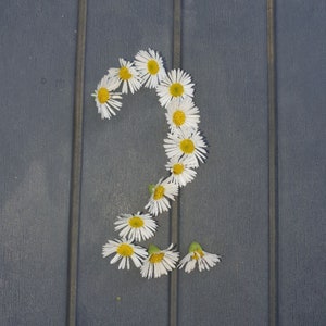 Daisy Numbers 1 to 10 - Number Flashcards One to Ten - Nature Counting ...