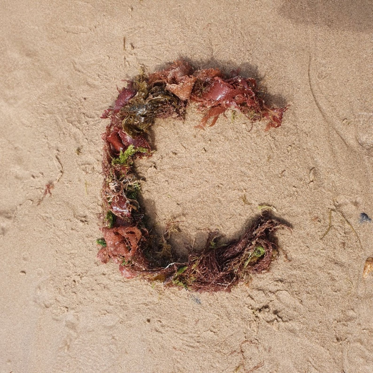 Seaweed Letters a to Z Phonics Alphabet Flashcards - Etsy UK