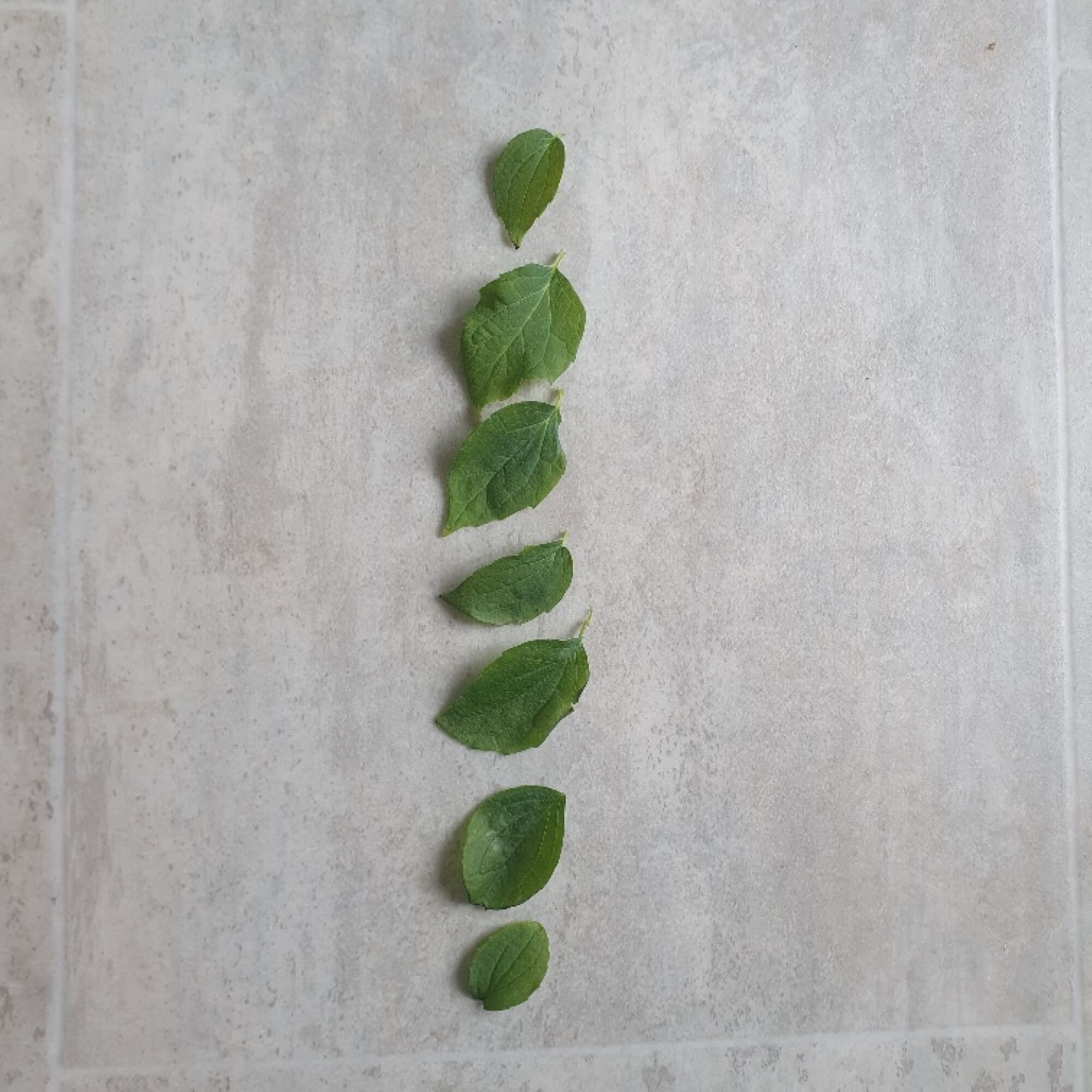 Outdoor Learning - Number Flashcards - Printable Numbers - Leaf Number ...