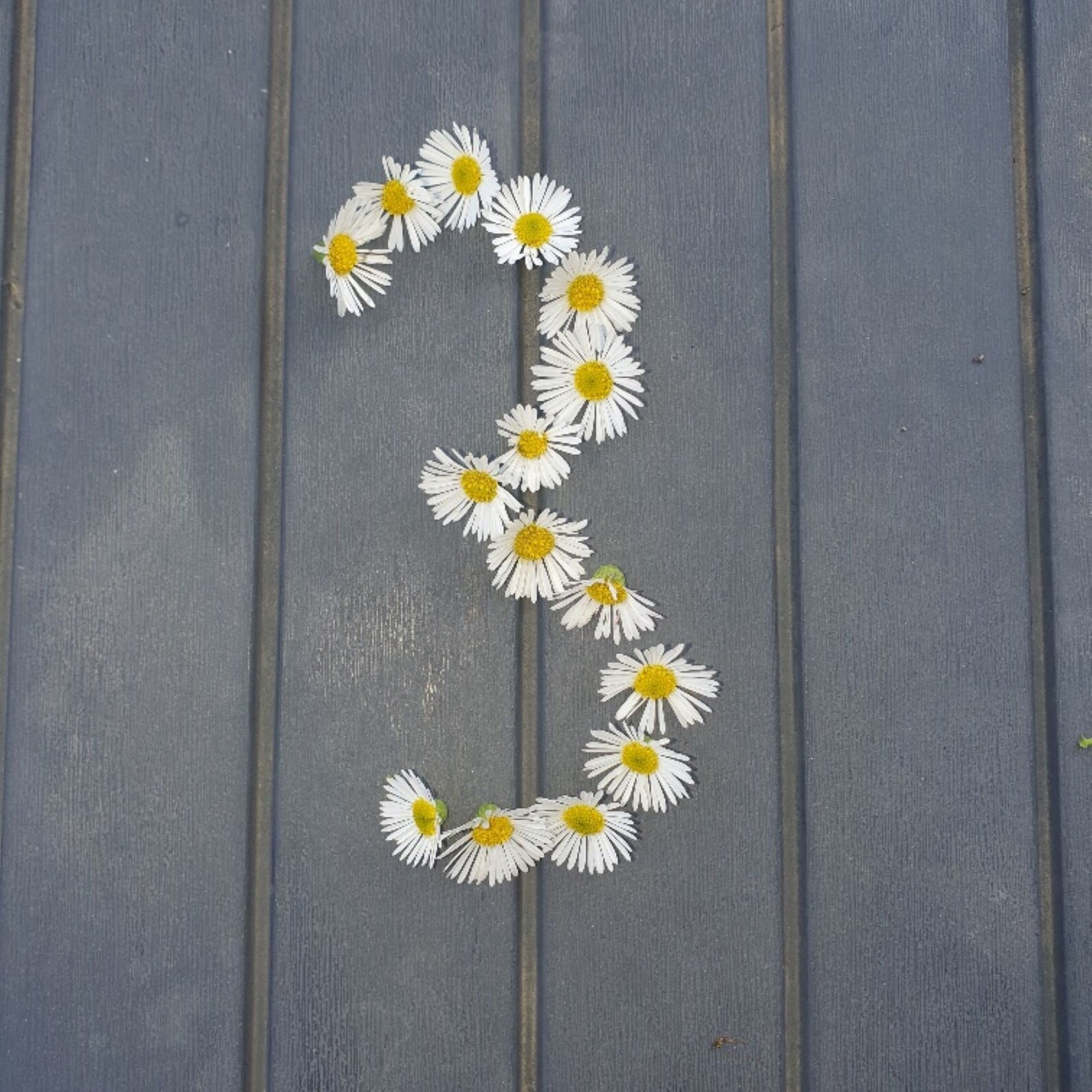 Daisy Numbers 1 to 10 Number Flashcards One to Ten Nature - Etsy